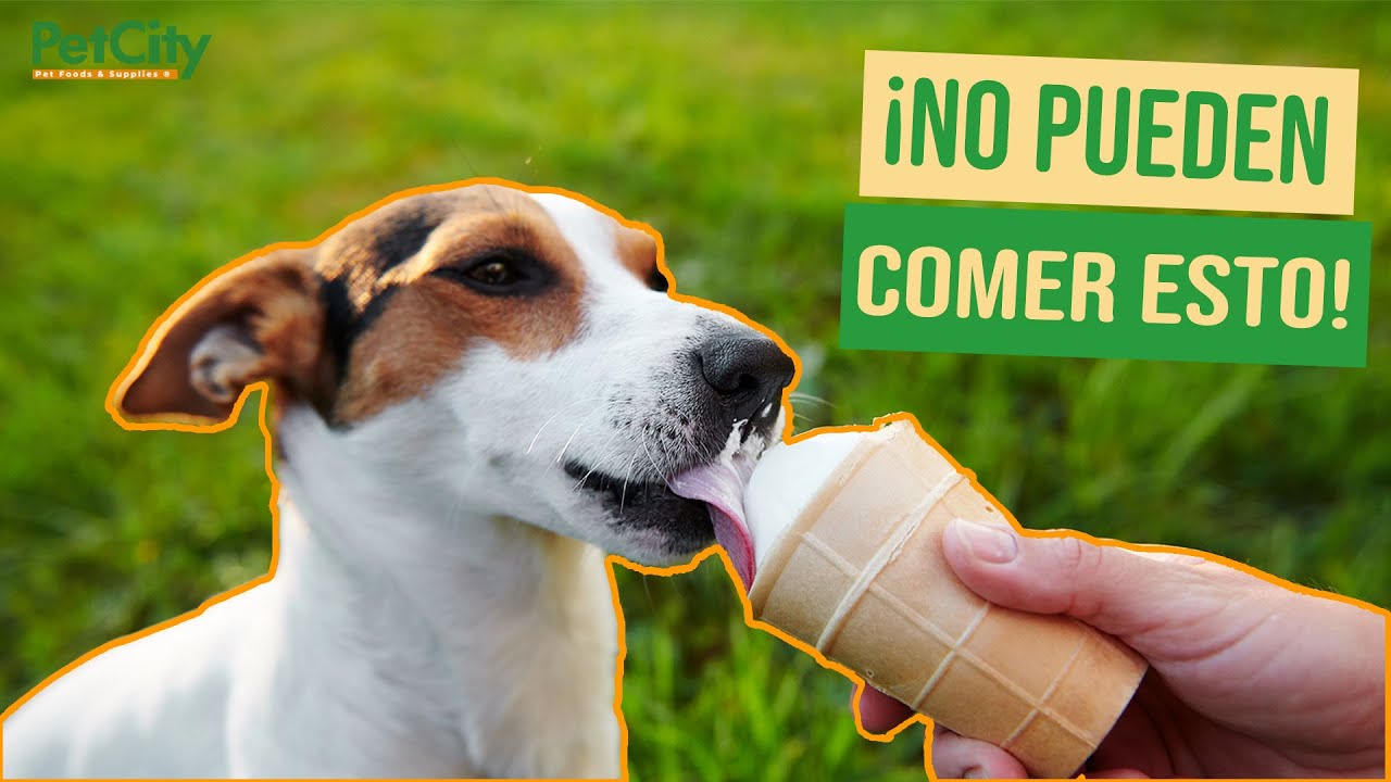 ¿Qué Hacer Si Mi Perro Se Come Un Dulce? Riesgos Y Primeros Auxilios ...