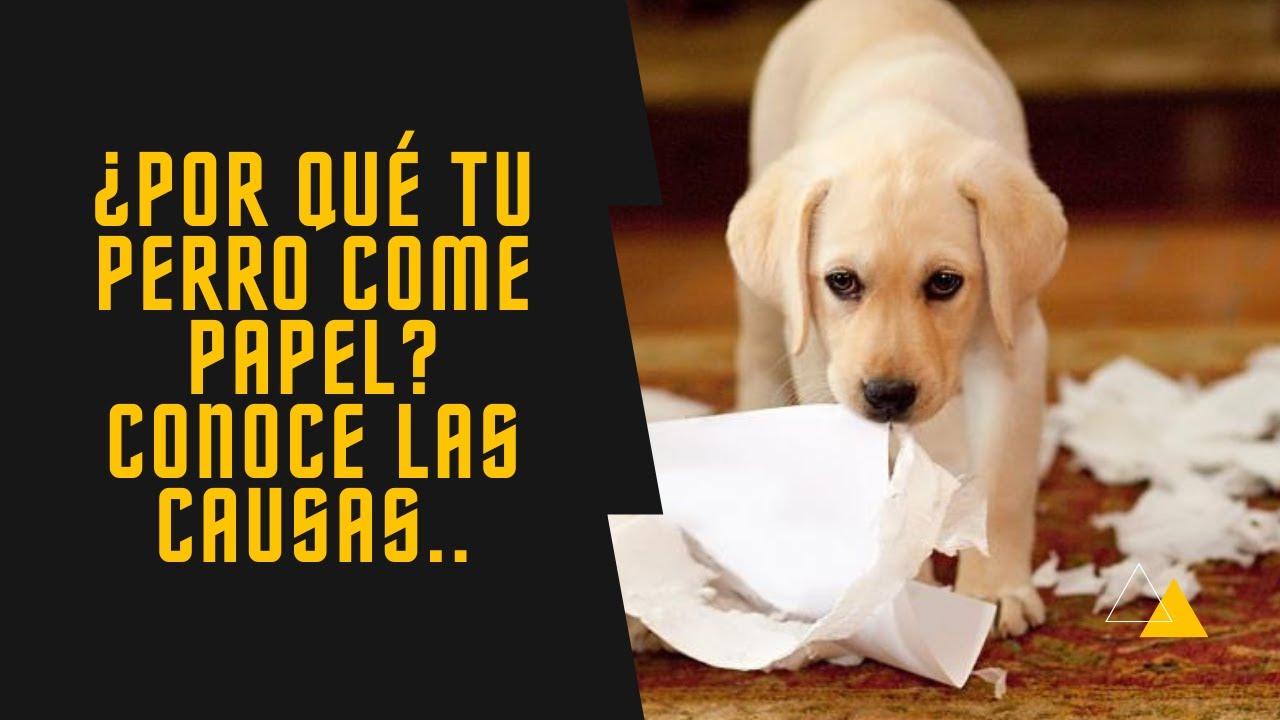 Mi Perro Se Comió Un Papel: Efectos Y Pasos A Seguir Inmediatamente