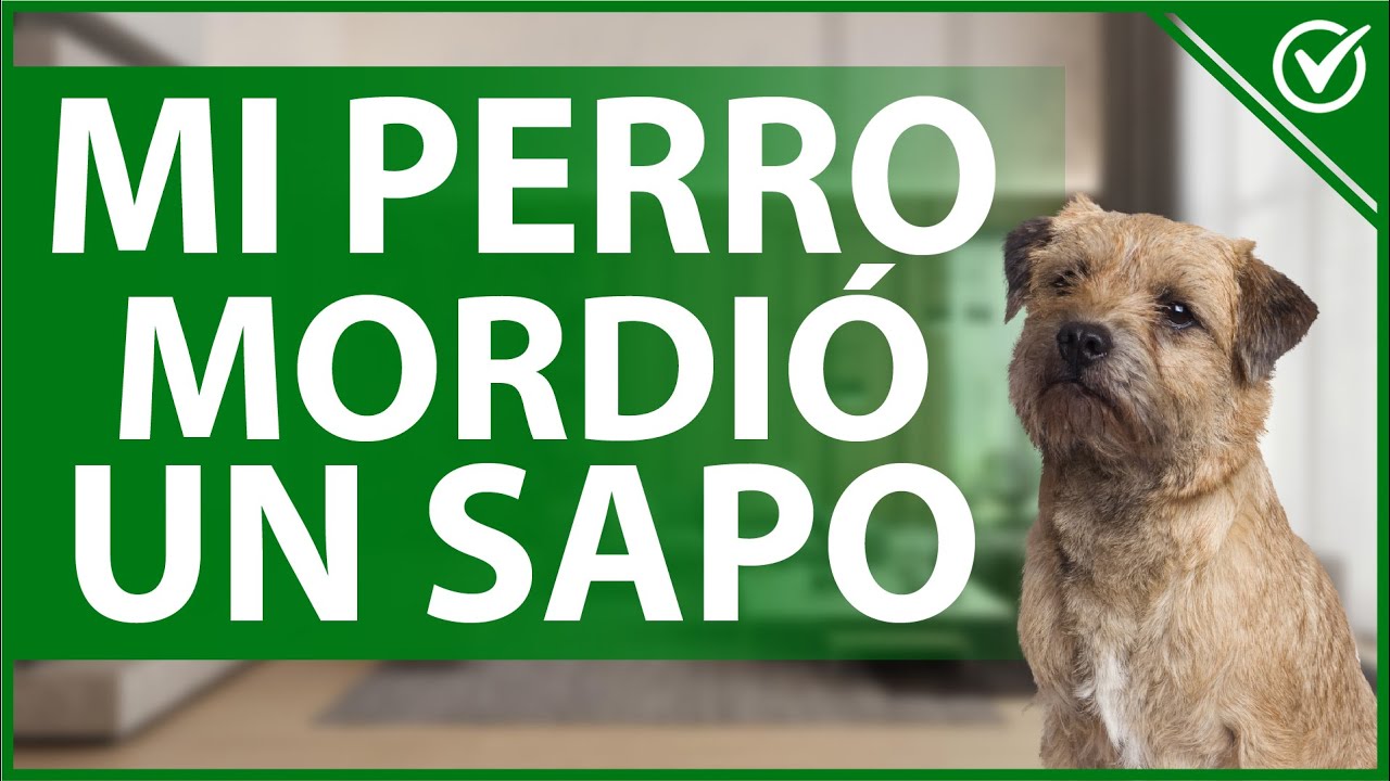 ¿Qué Hacer Si Mi Perro Se Come Un Sapo? Riesgos Y Primeros Auxilios