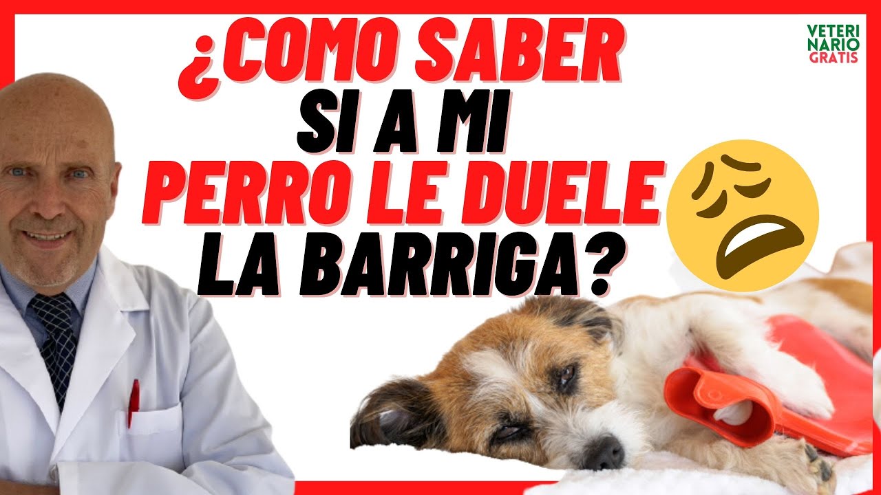 ¿Por Qué Se Queja Mi Perro? Causas Y Soluciones Para Un Canino Ruidoso