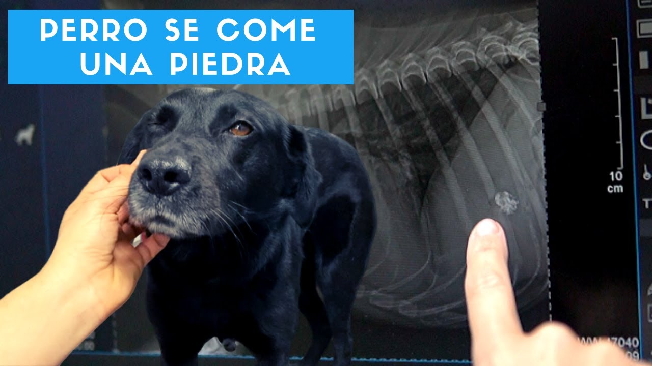 ¿Tu Perro Se Tragó Una Piedra? Guía De Emergencia Y Pasos A Seguir