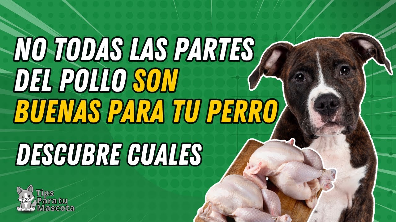 ¿Solo Pollo Para Perros? Riesgos Y Consejos Si Tu Can Solo Quiere Comer ...