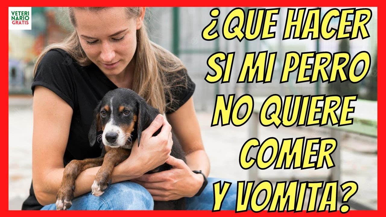 ¿Qué Pasa Si Tu Perro Solo Toma Agua? Causas Y Consejos De Actuación