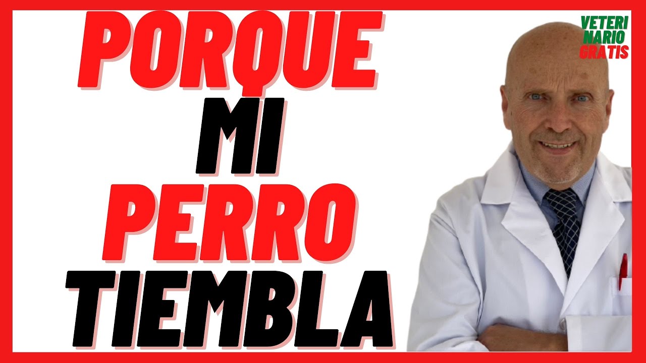 ¿Tu Perro Tiembla Y No Camina? Causas Y Soluciones Urgentes
