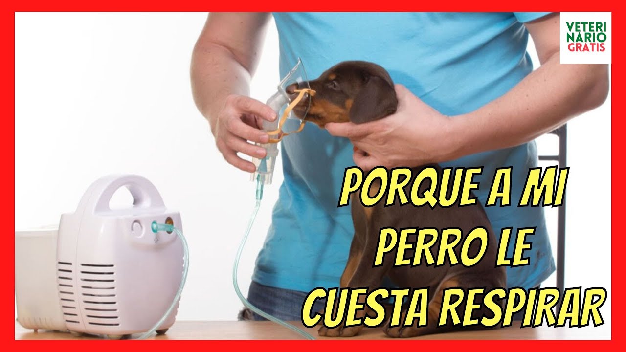 Asma En Perros: ¿Qué Hacer Si Mi Perro Tiene Asma Y Cómo Tratarlo?