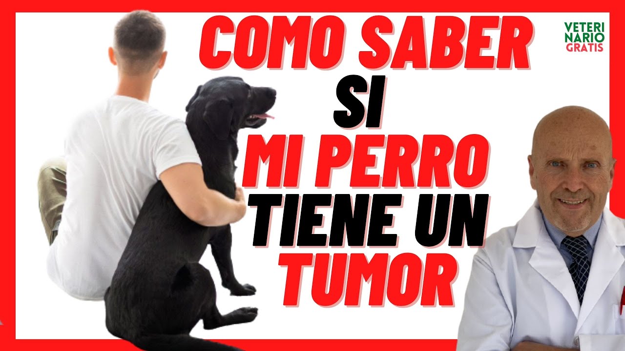 Cáncer Canino: Qué Hacer Si Descubres Que Tu Perro Tiene Cáncer