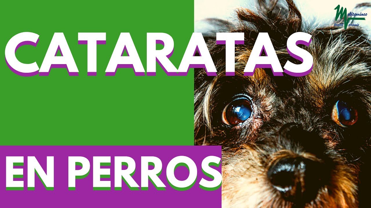 Cataratas En Perros: Qué Hacer Si Tu Mascota Las Padece