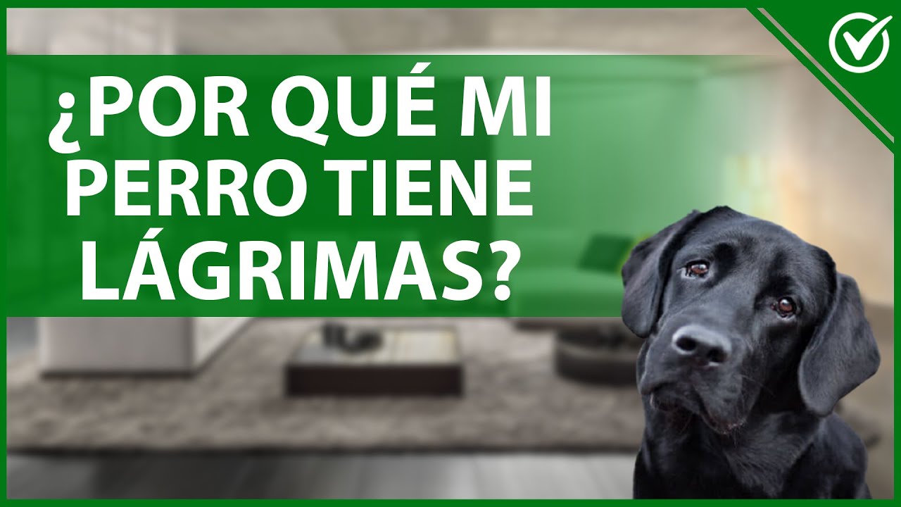 Ojos Llorosos En Perros: Qué Hacer Si Tu Perro Produce Demasiadas Lágrimas
