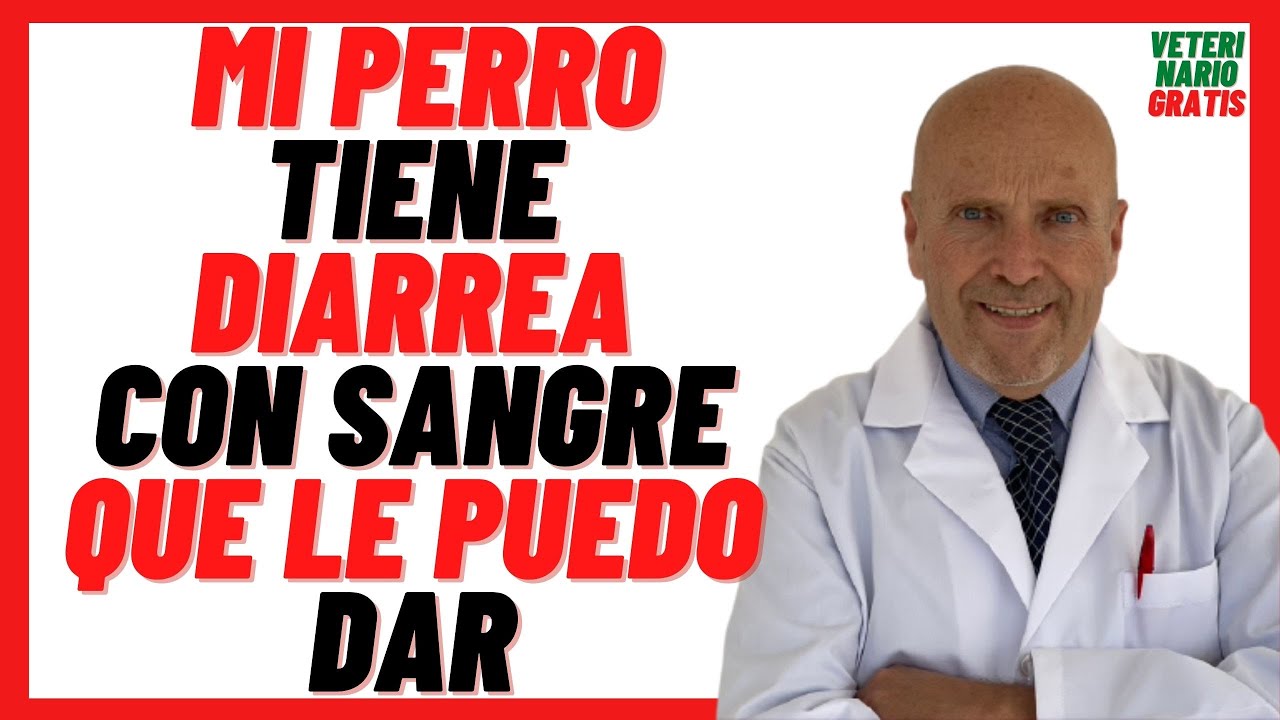 Diarrea Con Sangre En Perros: Causas, Tratamientos Y Cuándo Preocuparse