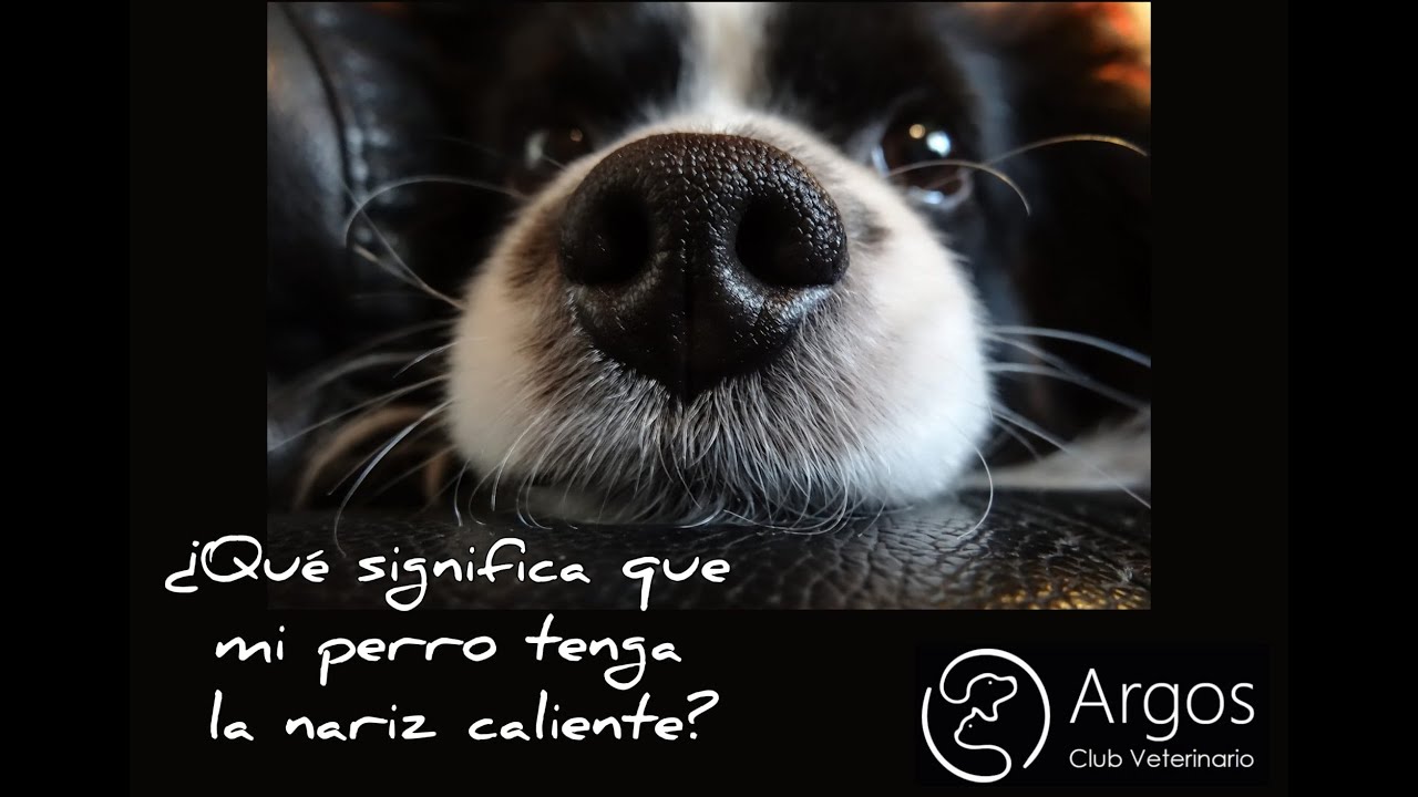 Hocico Caliente En Perros: ¿Qué Significa Para La Salud De Tu Mascota?