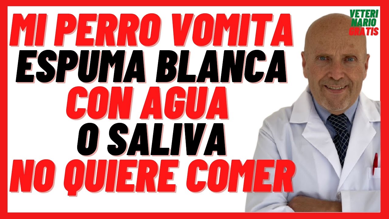 Espuma En La Boca De Mi Perro: Causas, Tratamiento Y Cuándo Preocuparse