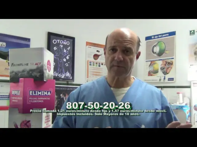 ¿Qué Hacer Si Mi Perro Tiene Gripe? Síntomas Y Tratamientos Recomendados