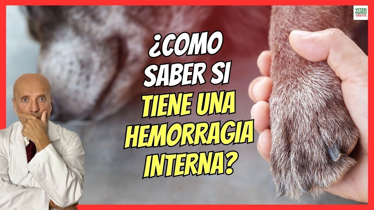 Hemorragia Interna En Perros: Señales De Alerta Y Acciones Inmediatas