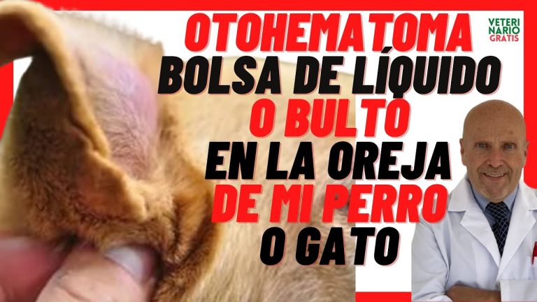 Oreja Hinchada En Perros: Causas, Tratamiento Y Prevención