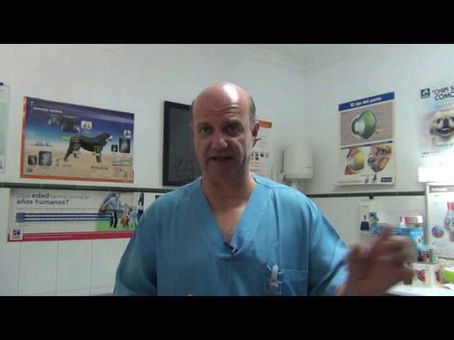 ¿Tu Perro Tiene Lombrices? Síntomas Y Tratamientos Efectivos