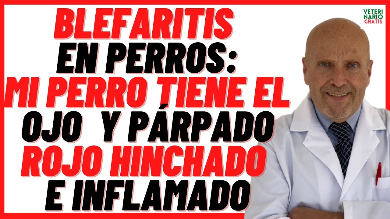 ¿Qué Hacer Si Tu Perro Tiene Un Ojo Cerrado? Causas Y Soluciones