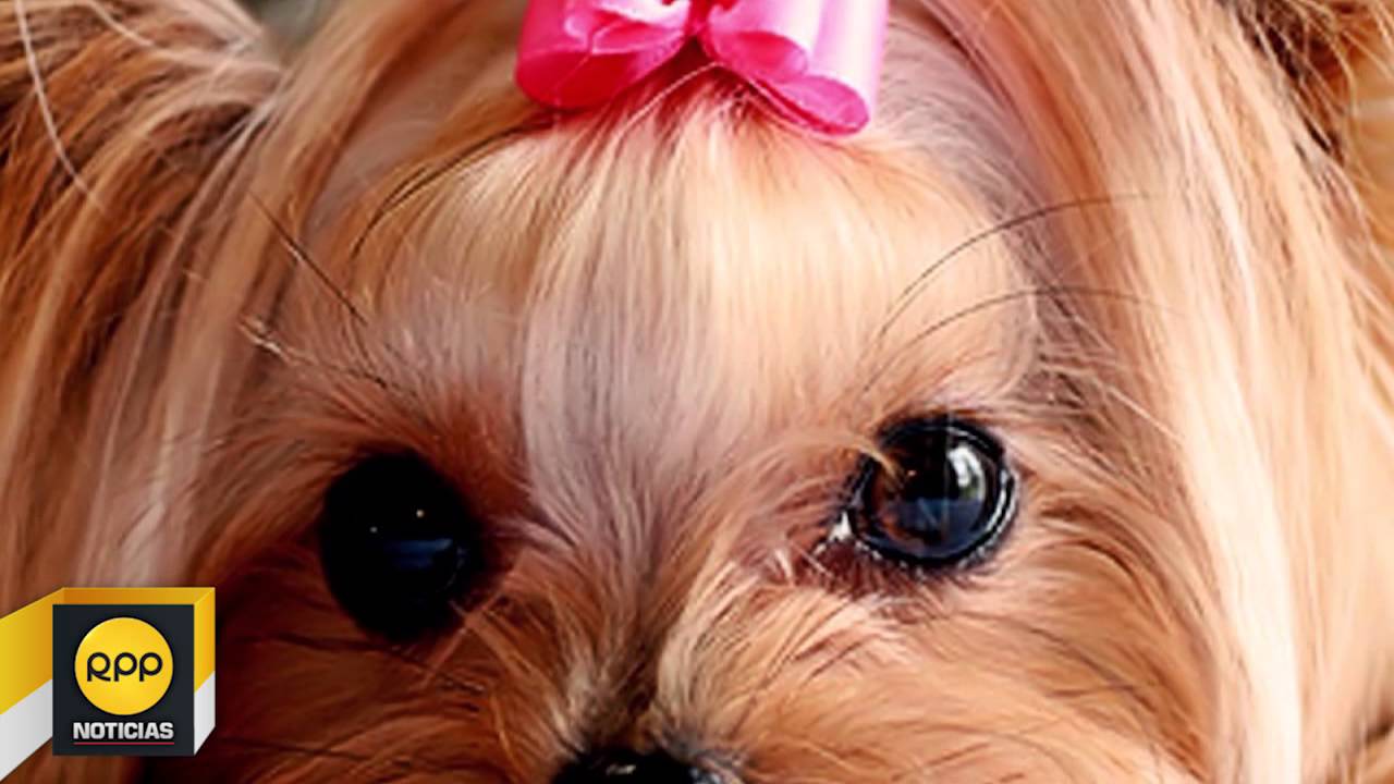¿Tu Perro Tiene Un Tumor? Conoce Síntomas, Tratamiento Y Pronóstico