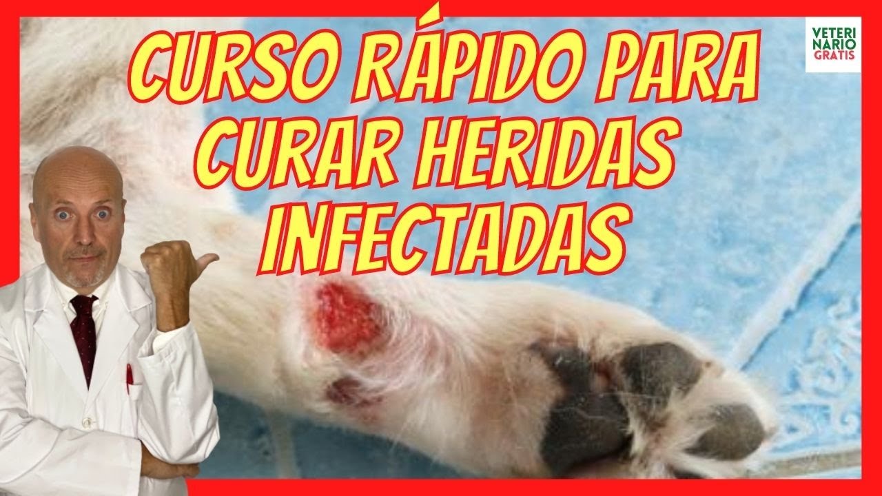 Herida Abierta En Perro: Tratamiento Y Cuidados Esenciales Para La ...