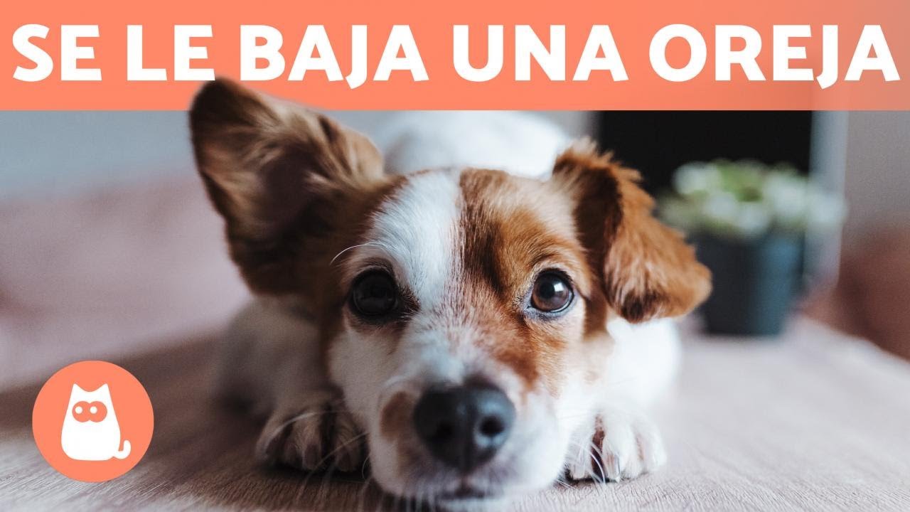 Oreja Caída En Perros: Causas Y Soluciones Para Tu Mascota