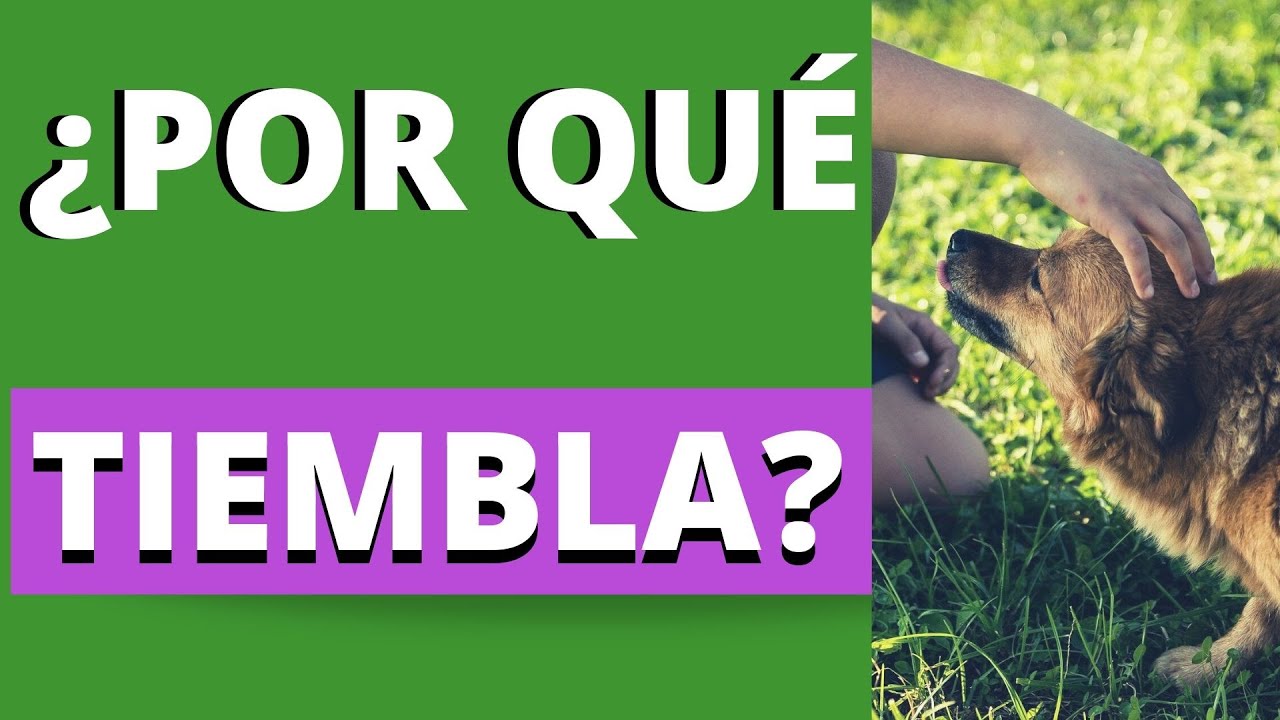 ¿Por Qué Mi Perro Tiembla Tanto? Causas Y Soluciones Al Tiritar ...