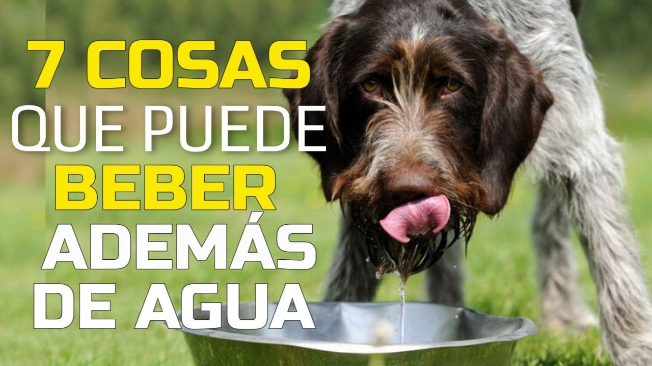 ¿Qué Pasa Si Mi Perro Toma Café? Riesgos Y Qué Hacer Al Respecto