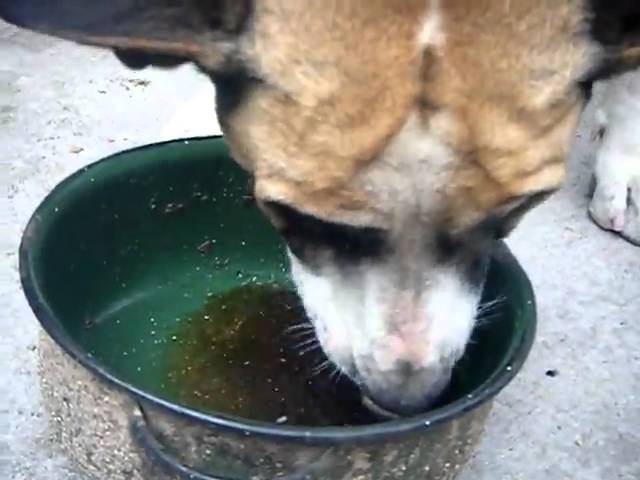 Consecuencias Y Riesgos: ¿Qué Pasa Si Mi Perro Toma Coca Cola?