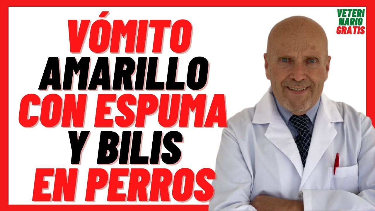 ¿Vómito Amarillo En Perros? Causas Y Qué Hacer Si Tu Can Vomita Bile