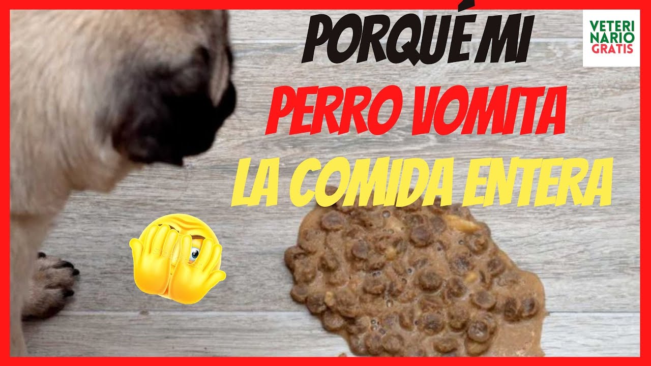 ¿Qué Hacer Si Tu Perro Vomita La Comida Entera? Causas Y Soluciones ...