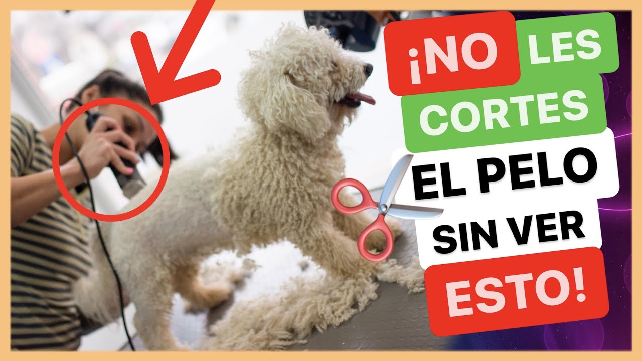 ¿Qué Pasa Si Raso A Mi Perro? Efectos Y Consejos Sobre El Rapado Canino