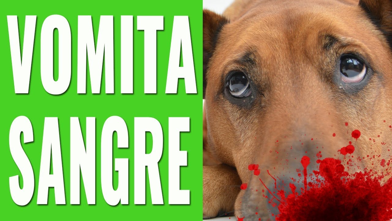 Vómito Con Sangre En Perros: Causas, Tratamiento Y Cuándo Preocuparse