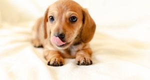 Perros Salchichas Mini: Características Y Todo Lo Que Necesitas Saber